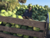 The Best Florida Watermelon Farms to Visit this Summer - Sandra Campillo
