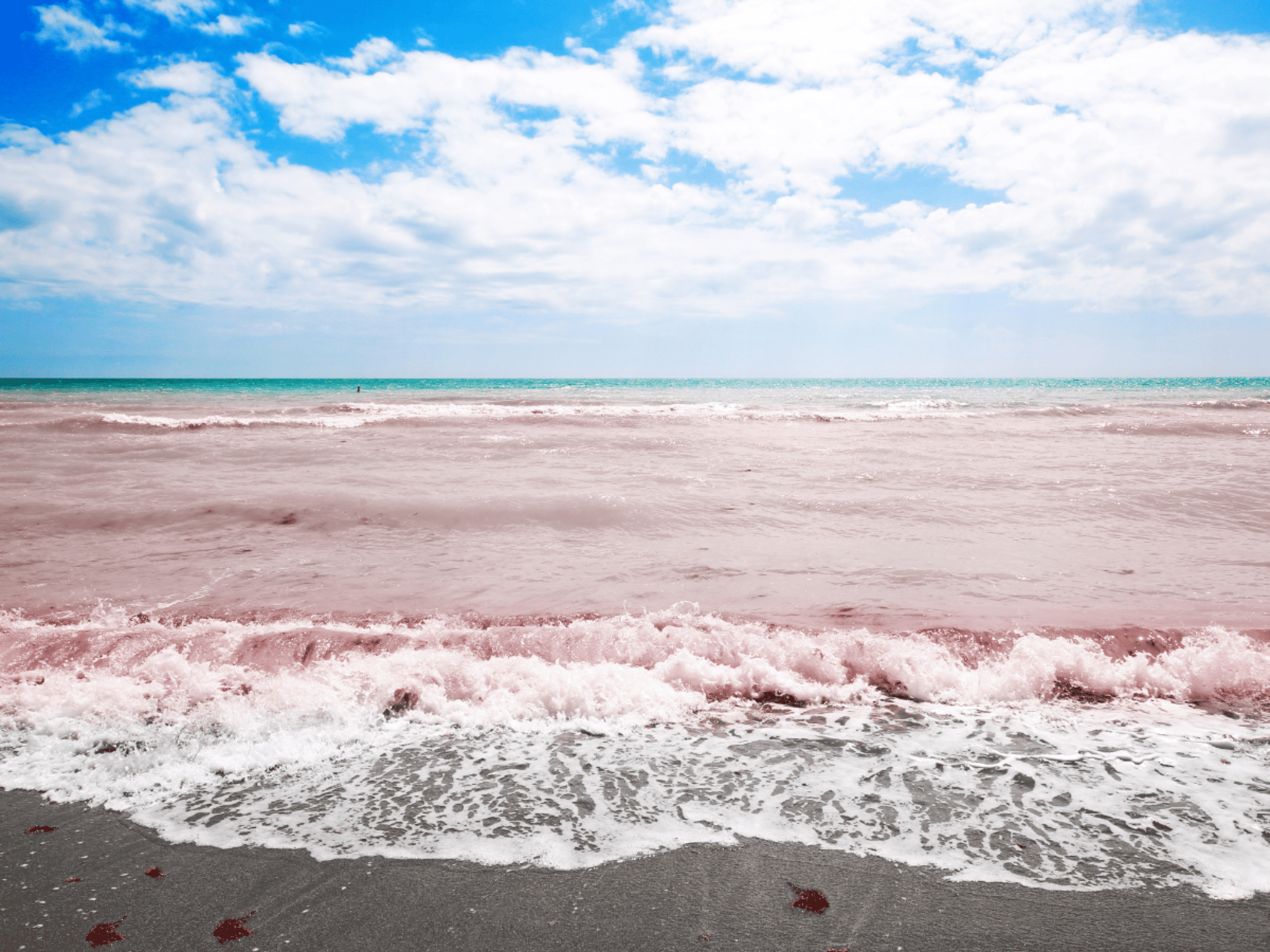 Best Snorkeling on Anna Maria Island Florida: Guide - Sandra Campillo