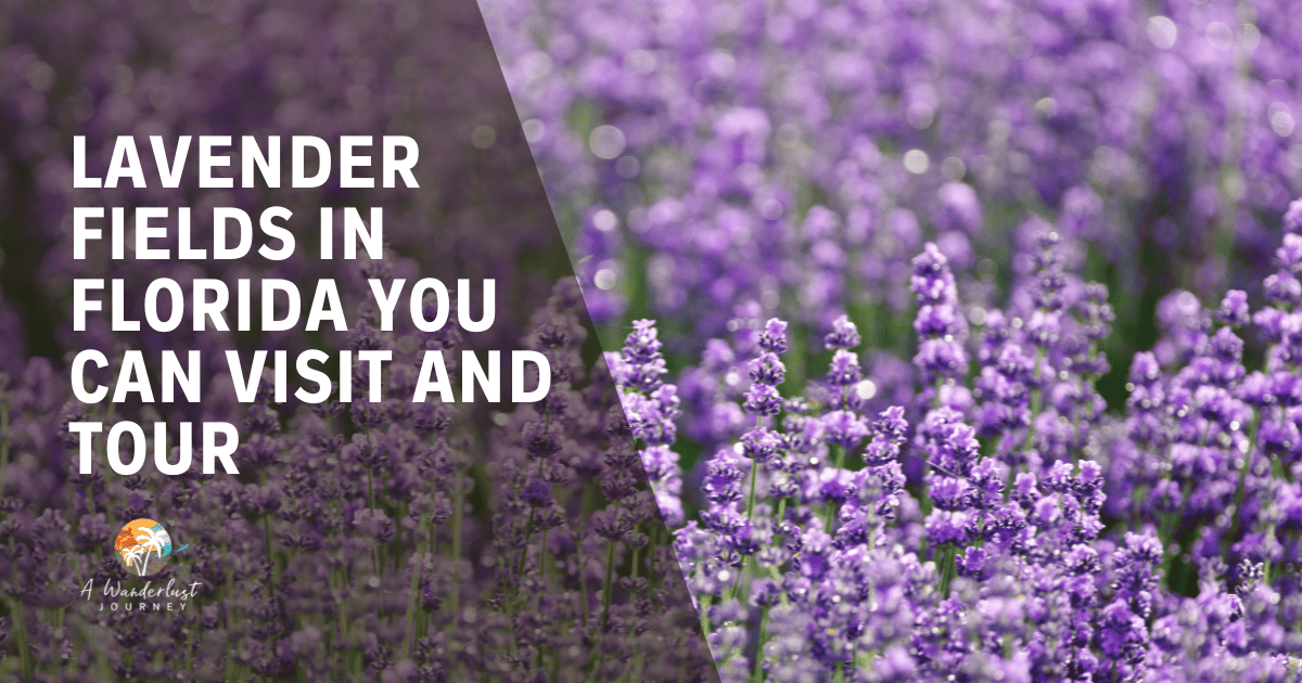 Lavender Fields in Florida You Can Visit and Tour - Sandra Campillo