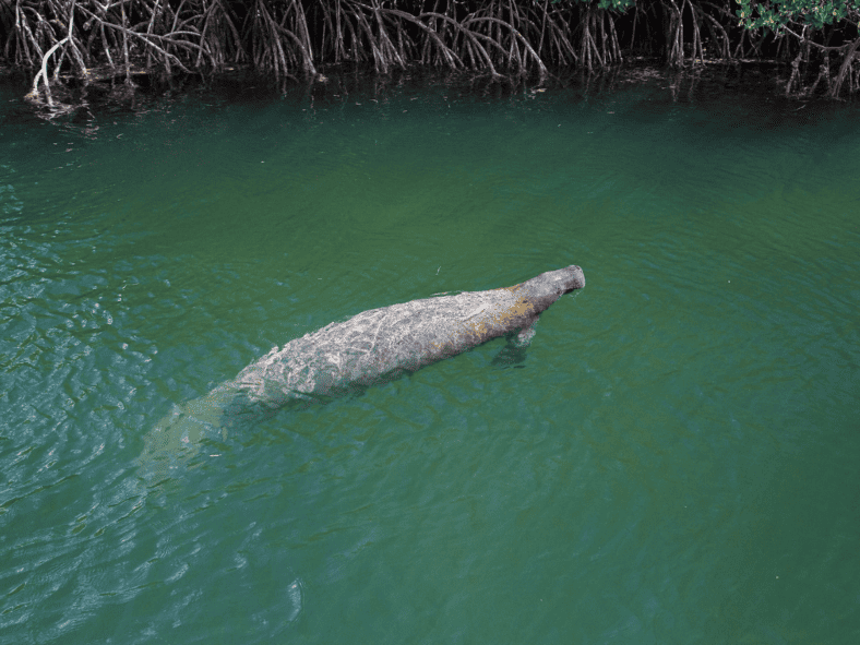 Best Places to Kayak in Miami, Florida: Scenic Spots - Sandra Campillo