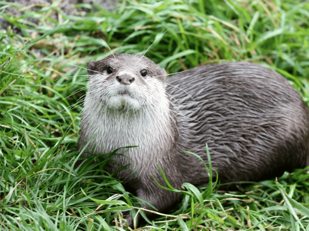 4 Animals Personality Test Types - See What's Yours - Sandra Campillo