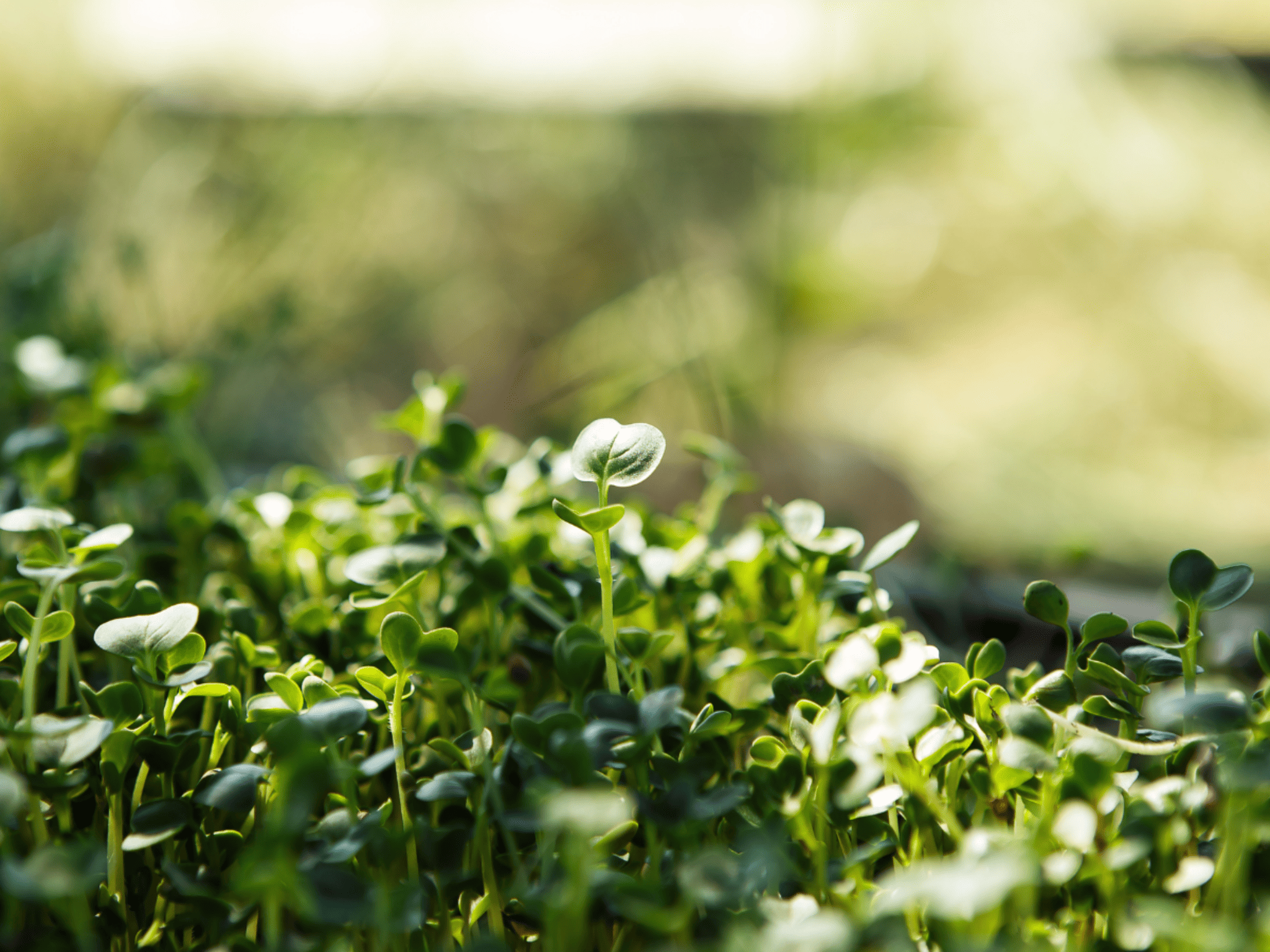 How to Grow Hydroponic Microgreens: Complete Guide - Sandra Campillo
