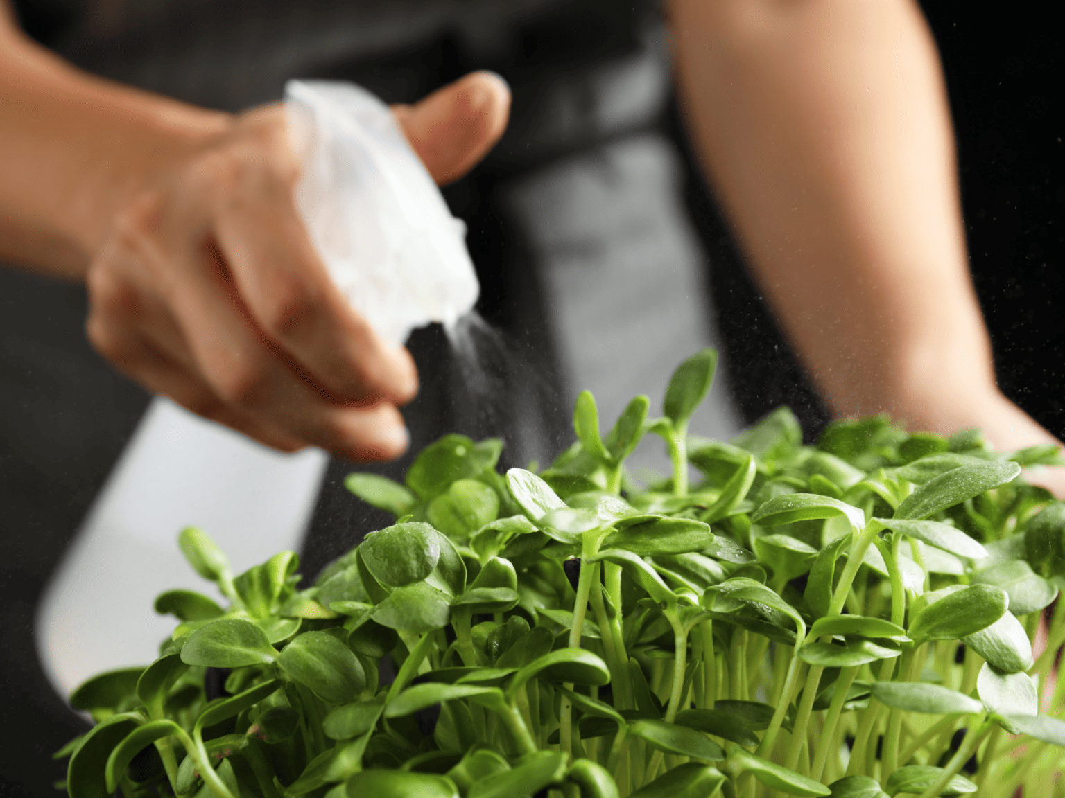 How to Grow Hydroponic Microgreens: Complete Guide - Sandra Campillo