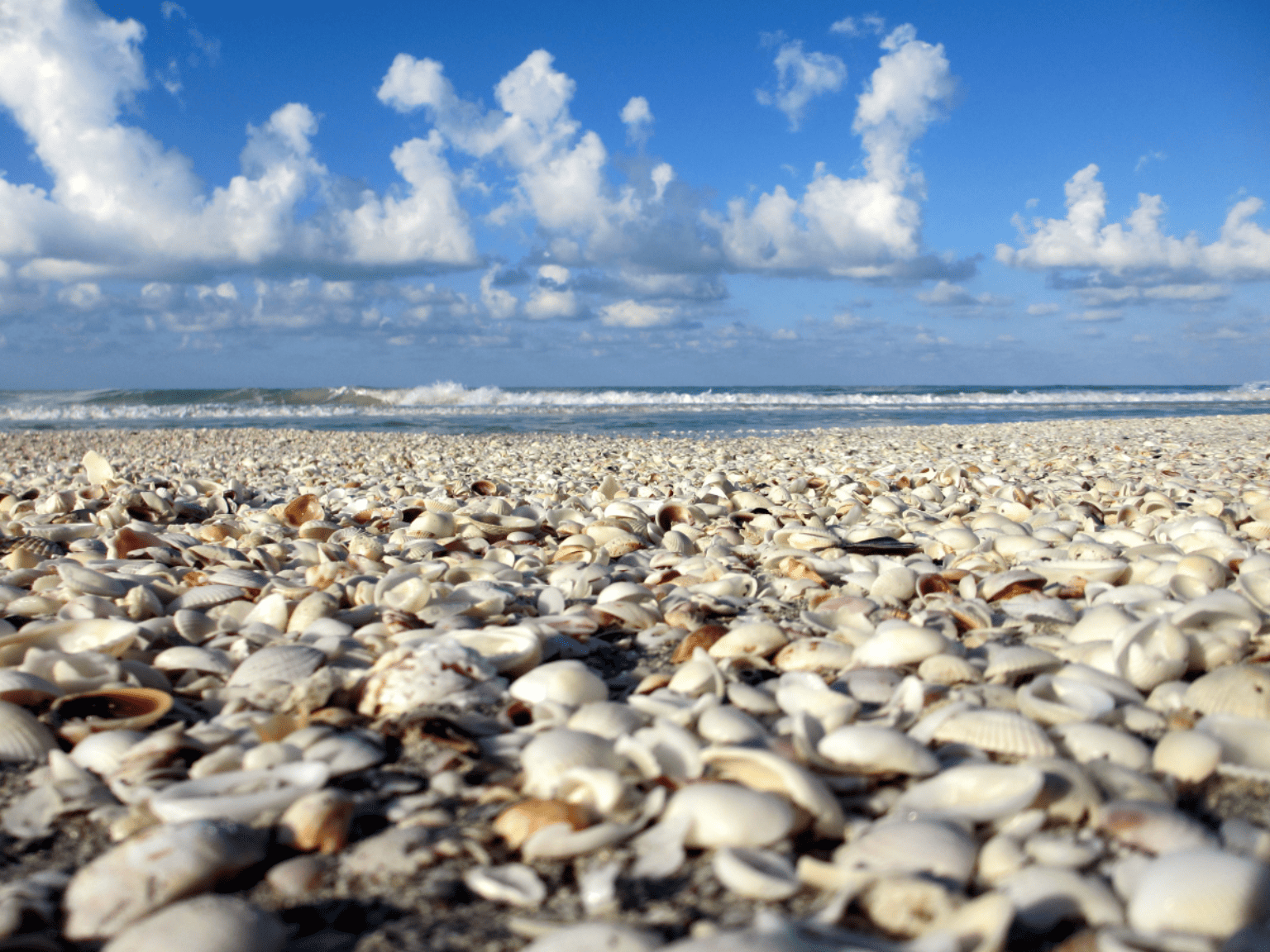 Best Beaches in Sanibel for Shelling (Island Guide) - Sandra Campillo