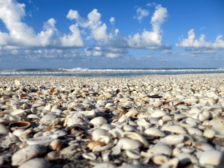 Best Beaches in Sanibel for Shelling (Island Guide) - Sandra Campillo