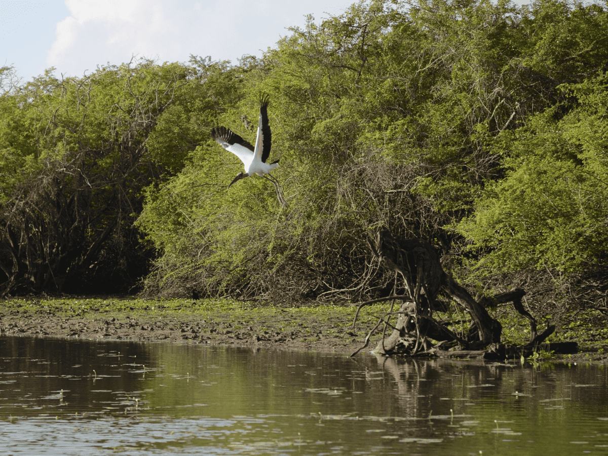 Belize Ecotourism: The Ultimate Guide to Sustainable Travel - Sandra ...