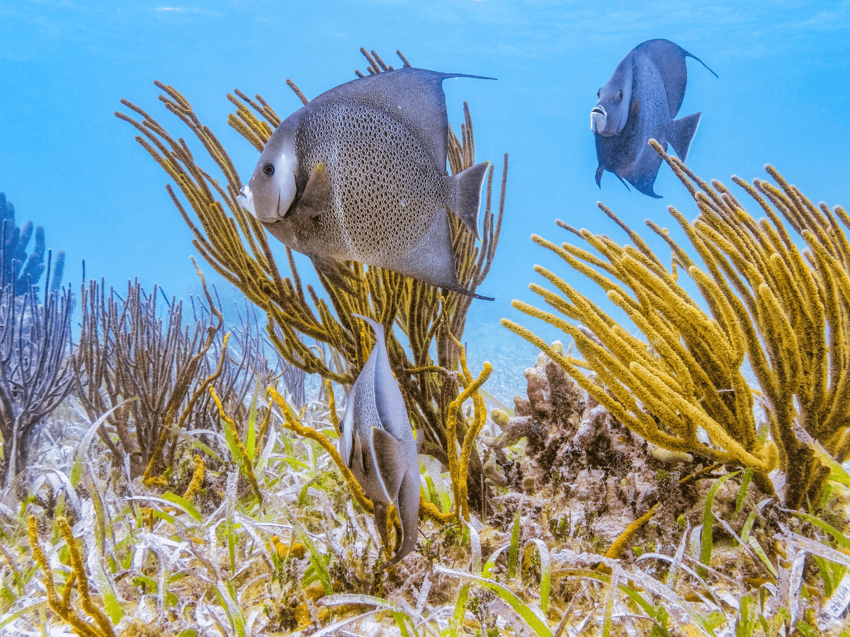 Belize Ecotourism: The Ultimate Guide to Sustainable Travel - Sandra ...